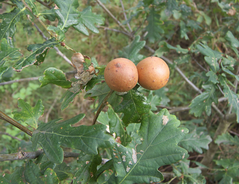 Oak Galls – Mirror of Nature