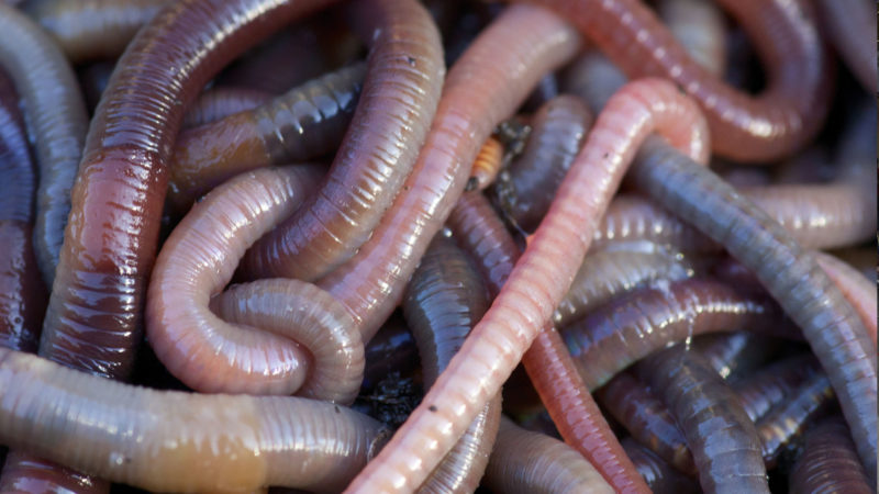 Mimic Earth Worms – Mirror of Nature